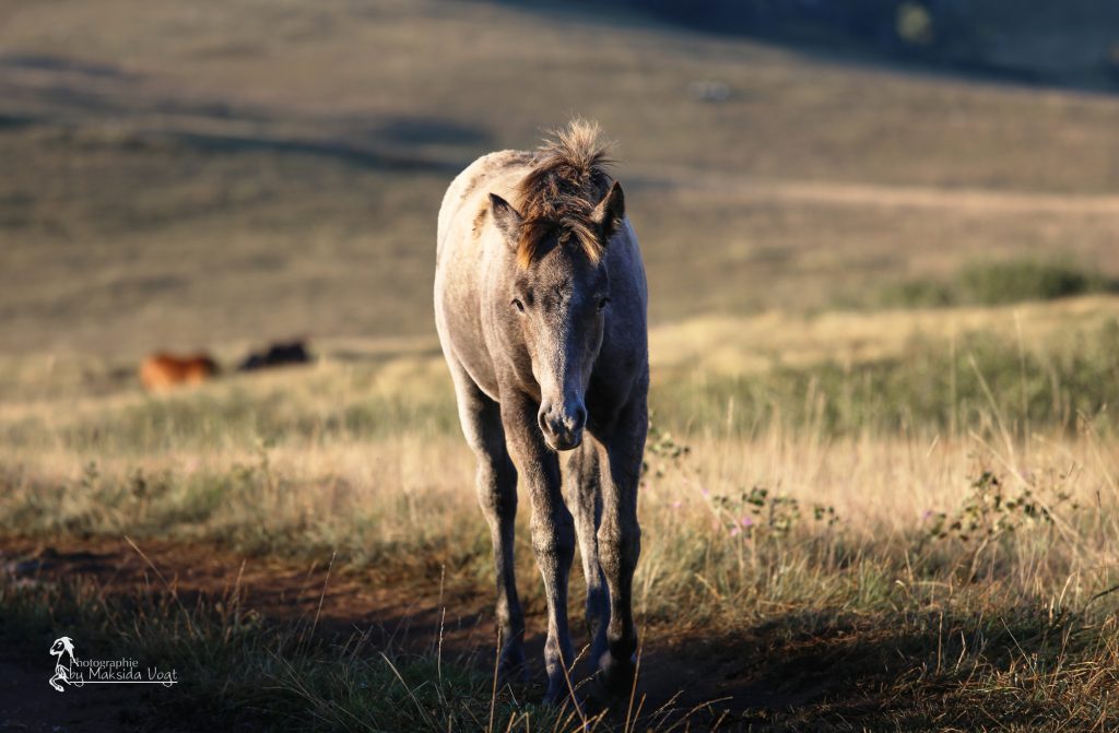 Fotoreportage: Wildpferde bei Livno in Bosnien – WELTEXPRESS