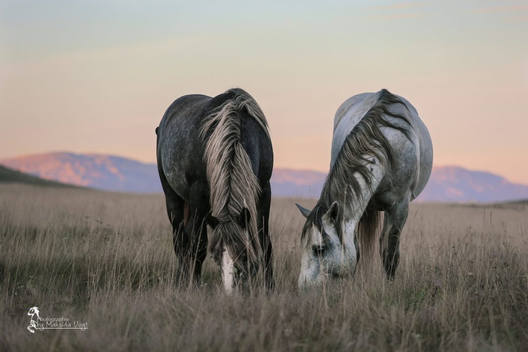Fotoreportage: Wildpferde bei Livno in Bosnien – WELTEXPRESS