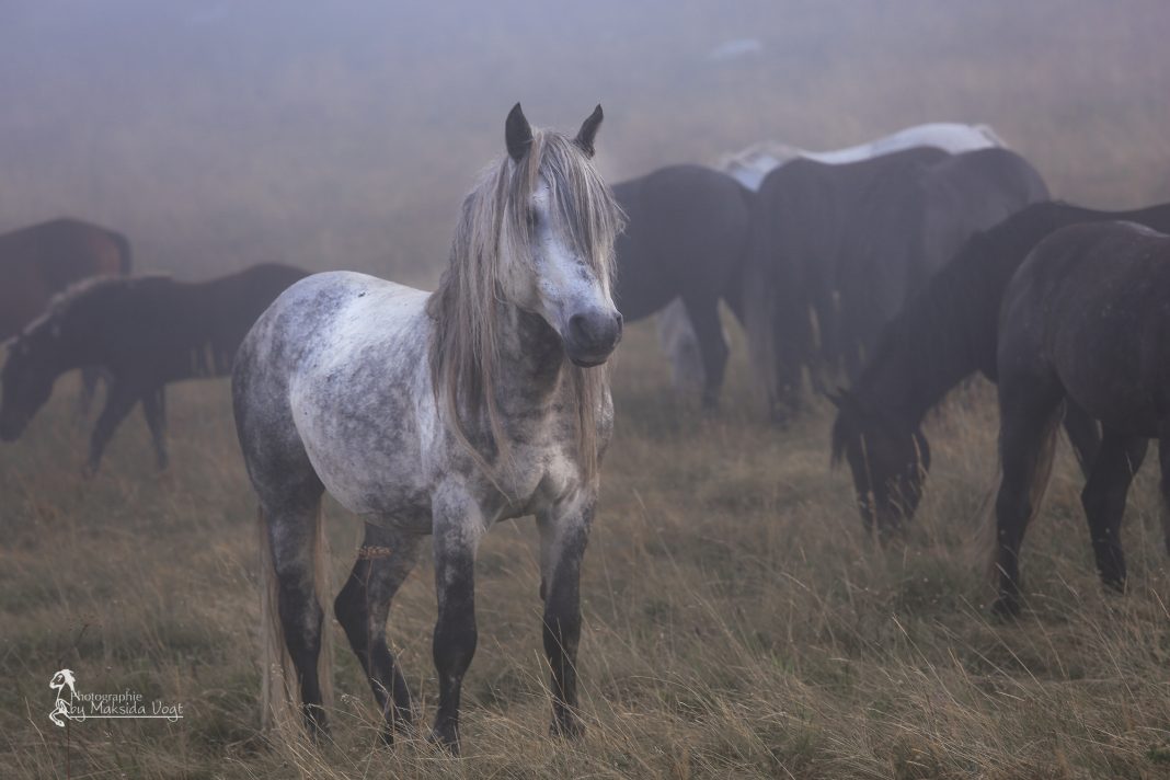 Fotoreportage: Wildpferde bei Livno in Bosnien – WELTEXPRESS