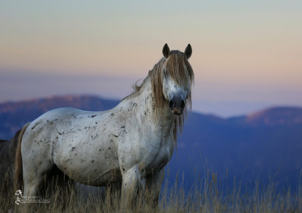 Fotoreportage: Wildpferde bei Livno in Bosnien – WELTEXPRESS